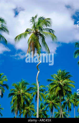 Twisted Palm Trees of Zanzibar Stock Photo - Alamy