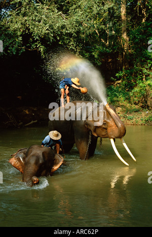 Elephants Being Washed In The River, Maesa Elephant Camp, Chiang Mai ...