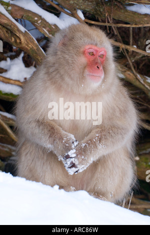 Japanese macaque or snow japanese monkey (Macaca fuscata),Japan Stock ...