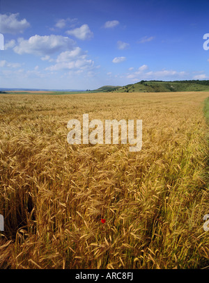 The Ridgeway Path Ivinghoe Buckinghamshire UK Stock Photo - Alamy