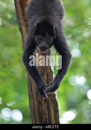 Black mantle howler monkey hanging from tree eating bark, Costa Rica ...