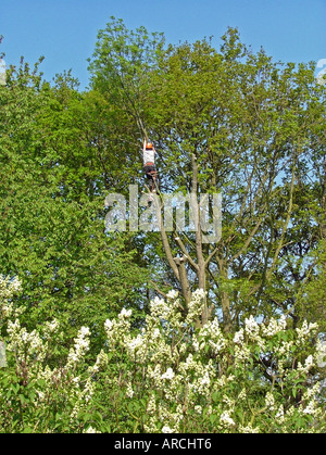 Tree surgeon at work, reducing/removing very tall trees Stock Photo - Alamy