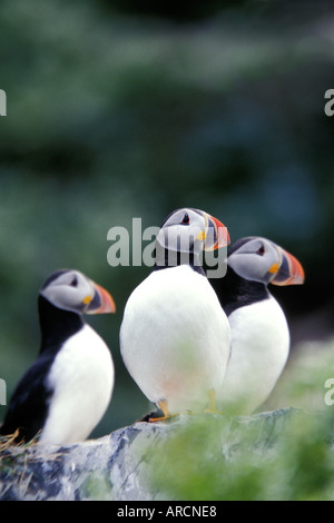 Atlantic Puffin, Fratercula artica, Arctic black and white cute bird ...