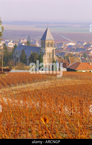 Vineyard, Le Mesnil sur Oger, France, Europe Stock Photo - Alamy