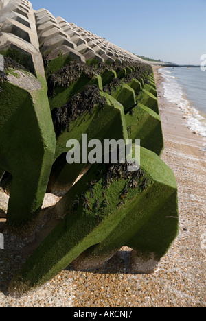 Concrete groynes defenses by the seafront in Clacton-on-Sea, Essex ...