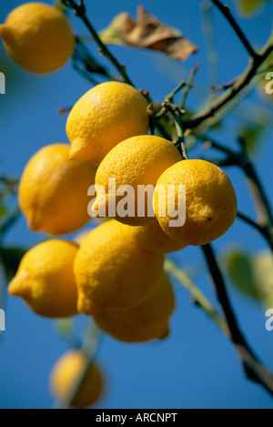 lemons at the tree in spain Stock Photo - Alamy