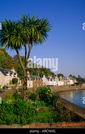 Palm tree at Plockton West Highlands Stock Photo - Alamy