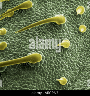 Scanning electron micrograph (SEM) of Marine cyanobacterium (Spirulina ...