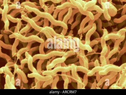 Campylobacter jejuni bacteria. Coloured scanning electron micrograph ...