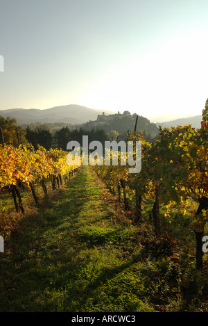 Yellowing Autumn leaves dying in the English countryside, change of the ...