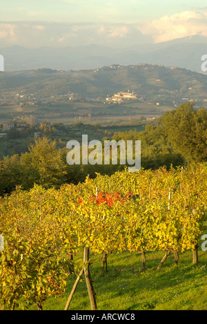 Vineyard hills in Autumn Stock Photo - Alamy