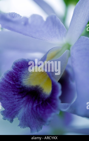 Close up of rare blue Cattleya lueddemannina coerulea orchid in Hawaii ...