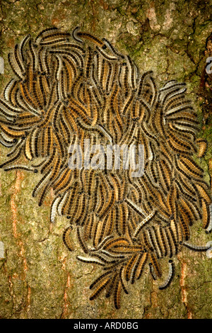 Oak procession moth Stock Photo - Alamy
