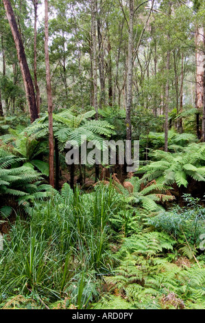 Tree ferns, Victoria, Australia Stock Photo - Alamy