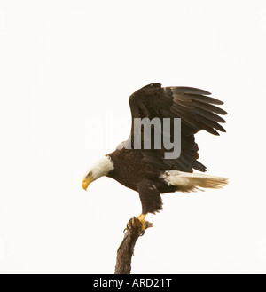 Bald eagle flying, Florida Stock Photo - Alamy