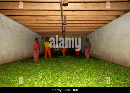 One of Zimbabwe's major exports is tea primarily grown in the South ...