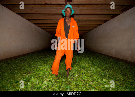 One of Zimbabwe's major exports is tea primarily grown in the South ...