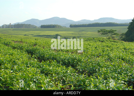 One of Zimbabwe's major exports is tea primarily grown in the South ...