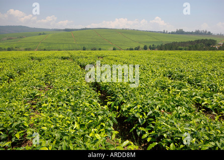 One of Zimbabwe's major exports is tea primarily grown in the South ...