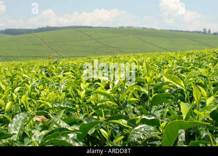 One of Zimbabwe's major exports is tea primarily grown in the South ...