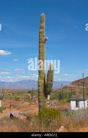 Cactus On Route 66 Roadside With Bullet Holes In Stock Photo - Alamy