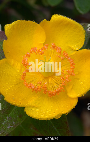 Hypericum x dummeri Peter Dummer Stock Photo - Alamy