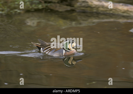 Baikal Teal, Anas formosa, Male Duck Stock Photo - Alamy