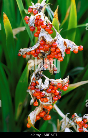 Iris foetidissima (Stinking iris), stem with clusters of red, berry ...
