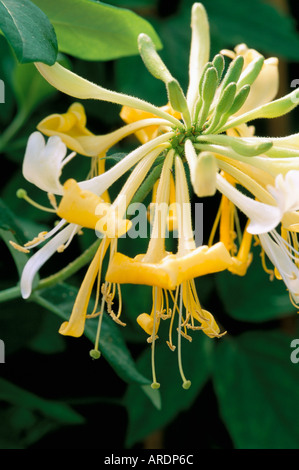 Yellow Honeysuckle Lonicera "Graham Thomas", Lonicera periclymenum ...