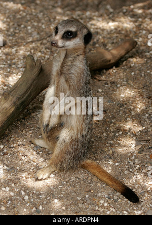 Meerkat (Suricata suricatta), Genus Suricata, Phylum Chordata, Class ...