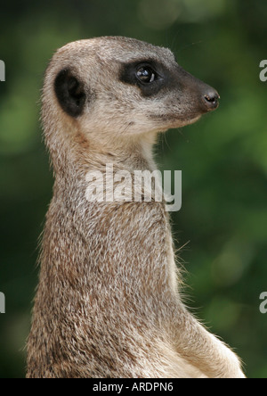 Meerkat (Suricata suricatta), Genus Suricata, Phylum Chordata, Class ...
