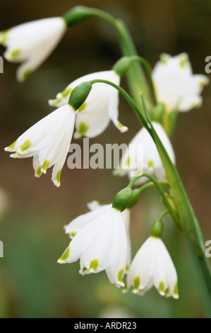 Close-up of Leucojum aestivum 'Gravetye Giant' /Summer Snowflakes Stock ...
