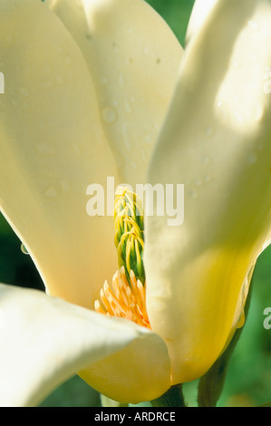Magnolia 'Yellow Fever' Stock Photo - Alamy