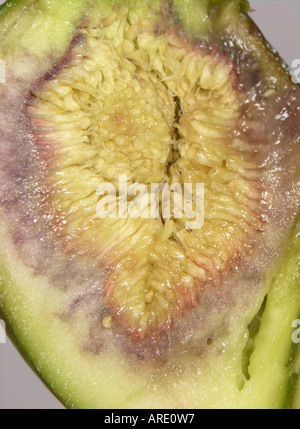 Fresh fig split in half before ripening, swollen unripened fruit ...