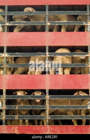 Sheep being transported in large trucks in Western Australia for ...
