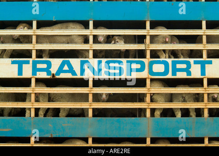 Sheep being transported in large trucks in Western Australia for ...