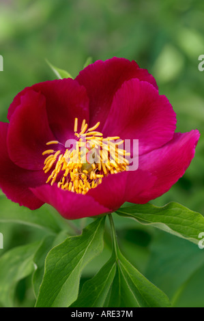 Macro of Paeonia officinalis Stock Photo - Alamy