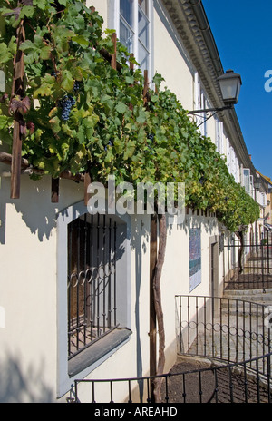 Maribor, Stajerska, Slovenia. Stara trta - Oldest grape vine in the ...