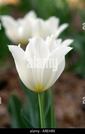 Tulipa White Triumphator, Tulip Stock Photo - Alamy
