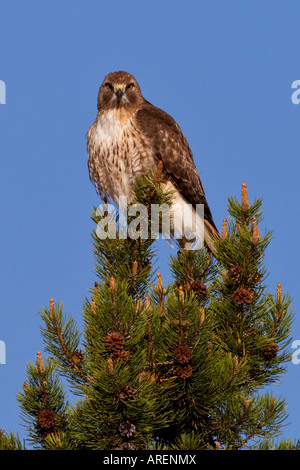 Red Tailed Hawk staring at the camera while eating an American Coot ...