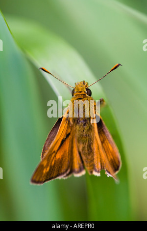 a butterfly (polites sabuleta) is sitting on a blade of grass Stock ...
