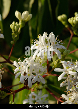 Seven sons tree (Heptacodium miconioides). Called Seven son flower also ...