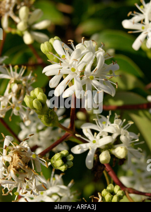 Seven sons tree (Heptacodium miconioides). Called Seven son flower also ...