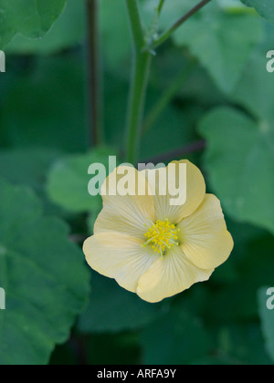 An Indian Mallow (Abutilon Indicum) medicinal plant growing in the ...