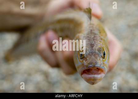 Greater Weever Trachinus draco weaver fish weever fish weeverfish ...