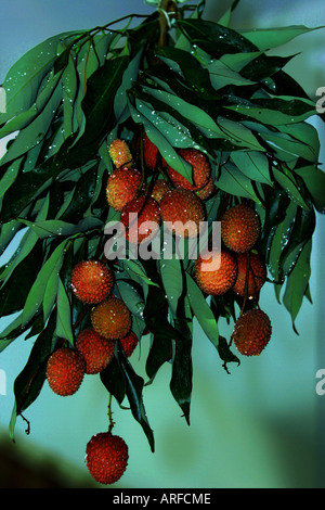 Litchi, Lichee, Lichie Leechee, Lichi, Bangla: Lichu. The Lychee is a ...