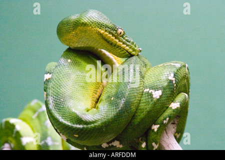 The emerald coils and scales of a Green Tree Python hanging Stock Photo ...