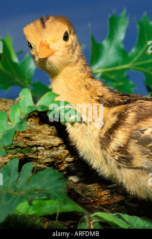 Young wild turkey (Meleagris gallopavo) in autumn Stock Photo - Alamy