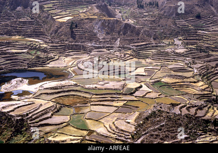 Terrace farming in the Colca Canyon, Canon del Colca, Andes Stock Photo ...