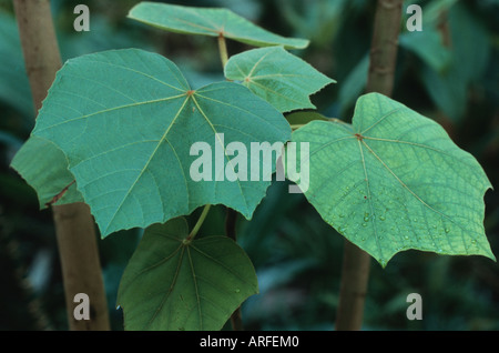 Balsa, Balsa Tree (Ochroma pyramidale, Ochroma lagopus), bark Stock ...